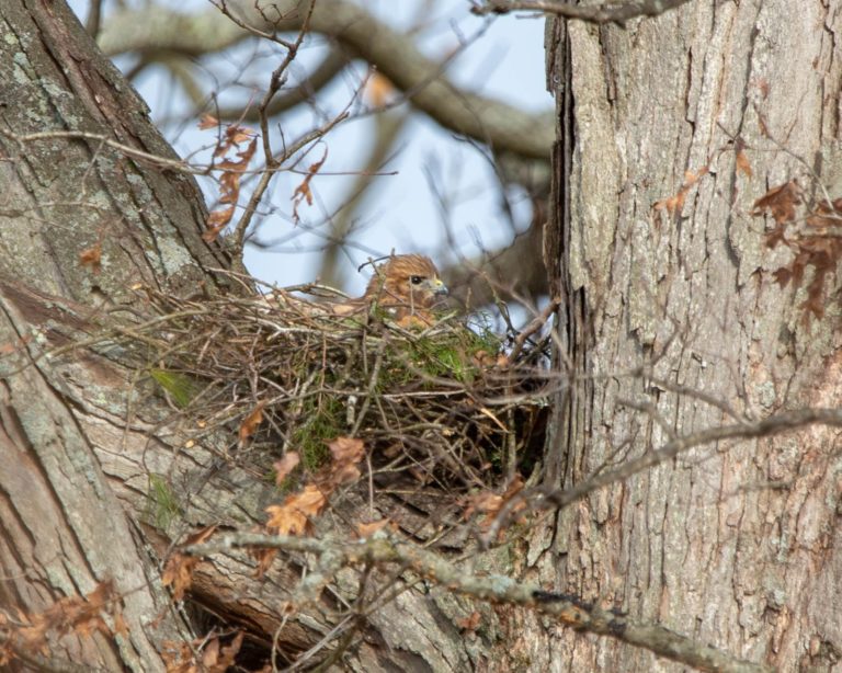 Red shouldered hawk nest | My Wildlife Life