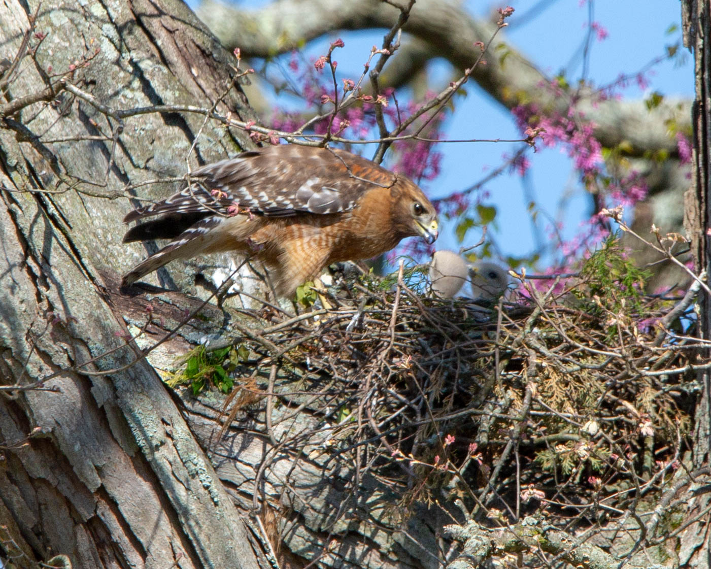Red shouldered hawk nest | My Wildlife Life