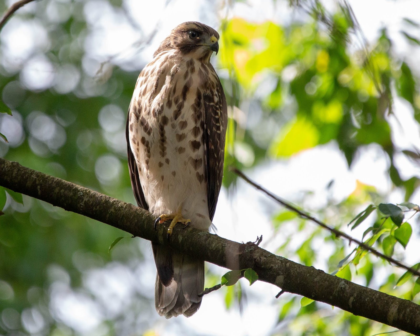 Red shouldered hawk nest | My Wildlife Life