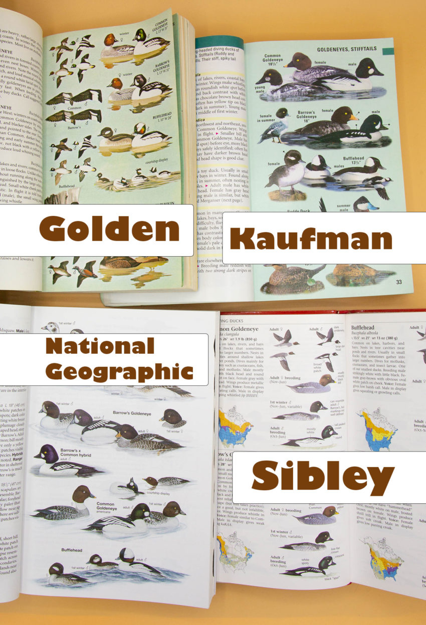 Picking a birding guide | My Wildlife Life