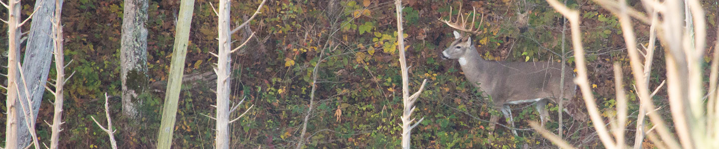 deer-header | My Wildlife Life