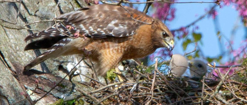 Red shouldered hawk nest | My Wildlife Life