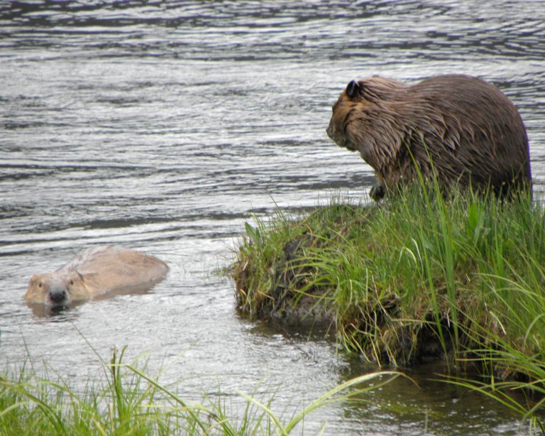 Best time to visit Yellowstone National Park | My Wildlife Life