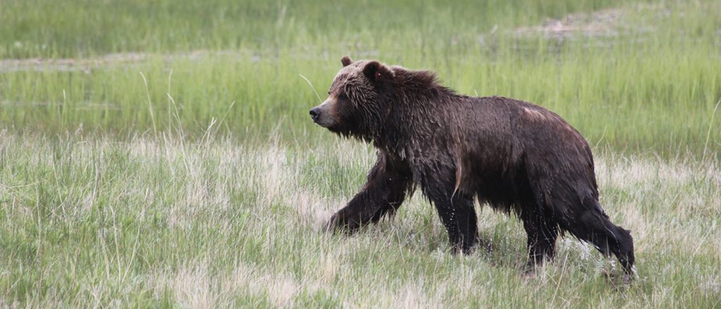 Best time to visit Yellowstone National Park | My Wildlife Life