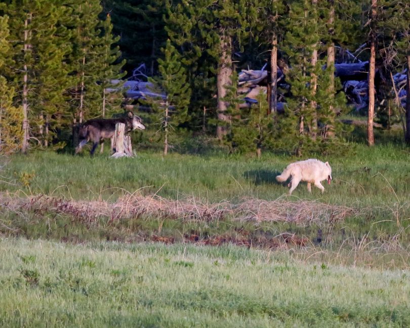 Best time to visit Yellowstone National Park | My Wildlife Life