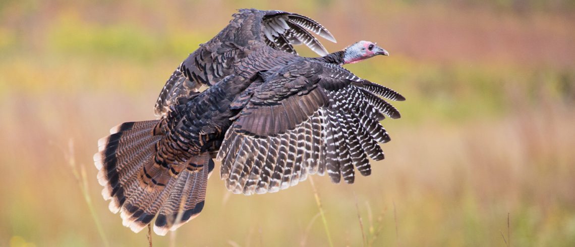 Do turkeys fly? | My Wildlife Life