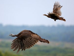 Do turkeys fly? | My Wildlife Life