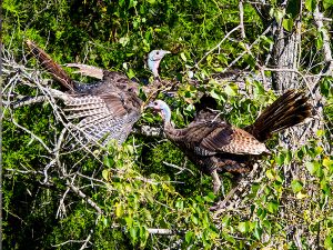Do turkeys fly? | My Wildlife Life