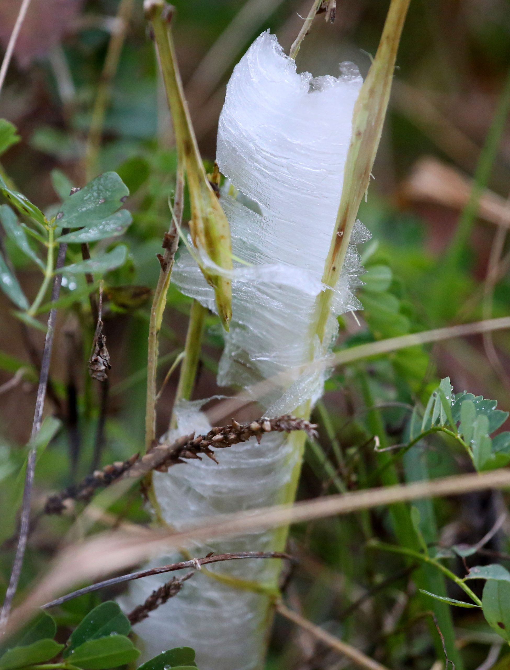 Frost flowers. First signs of winter. | My Wildlife Life