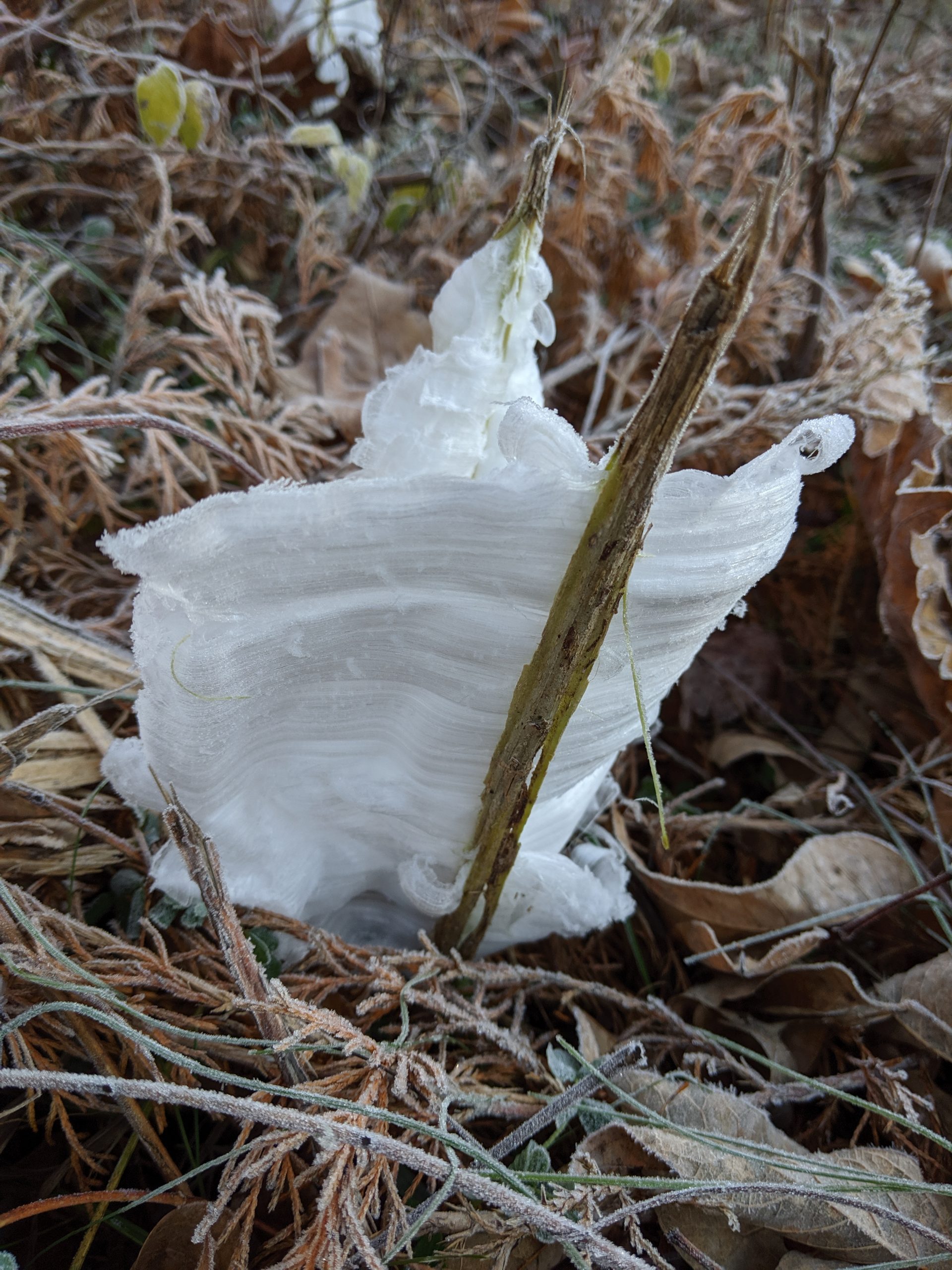 Frost flowers. First signs of winter. | My Wildlife Life