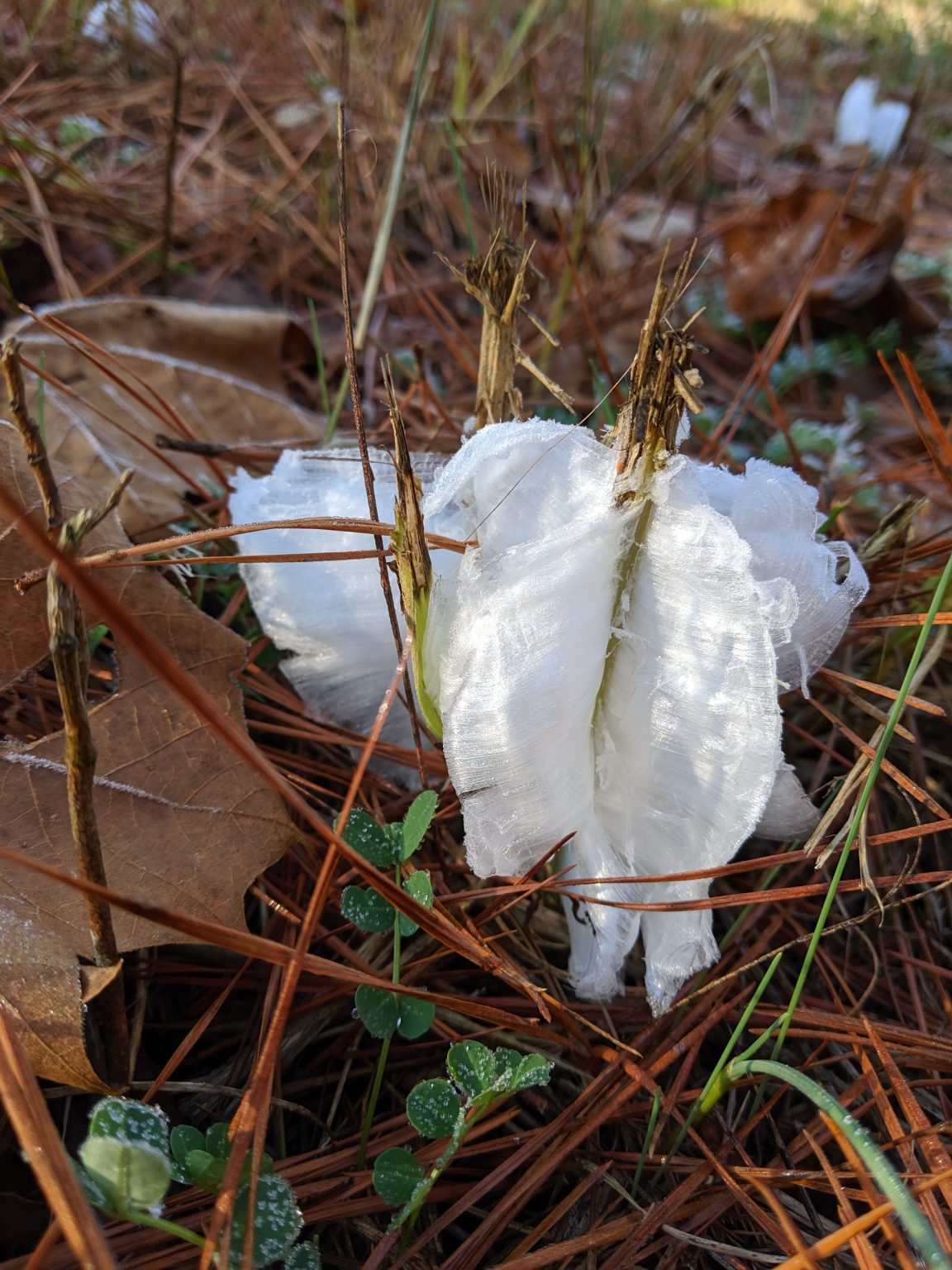 Frost flowers. First signs of winter. | My Wildlife Life