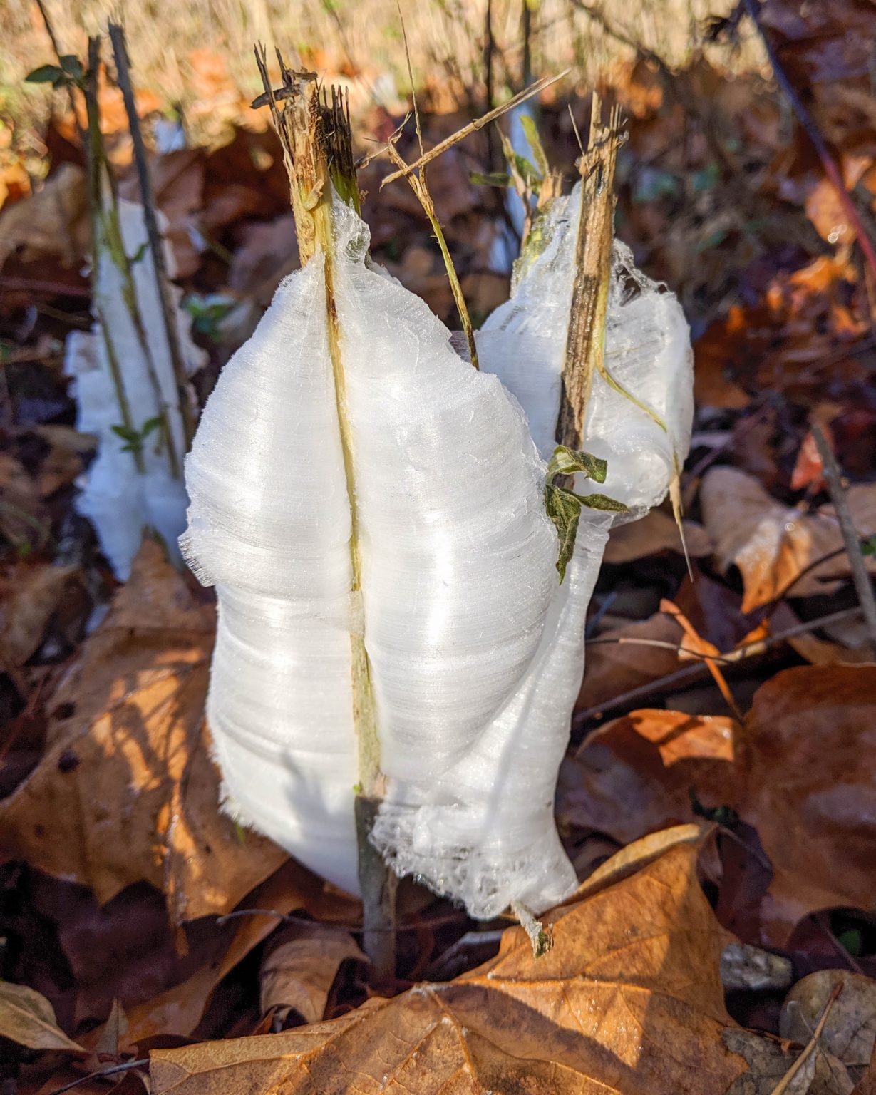 Frost flowers. First signs of winter. | My Wildlife Life
