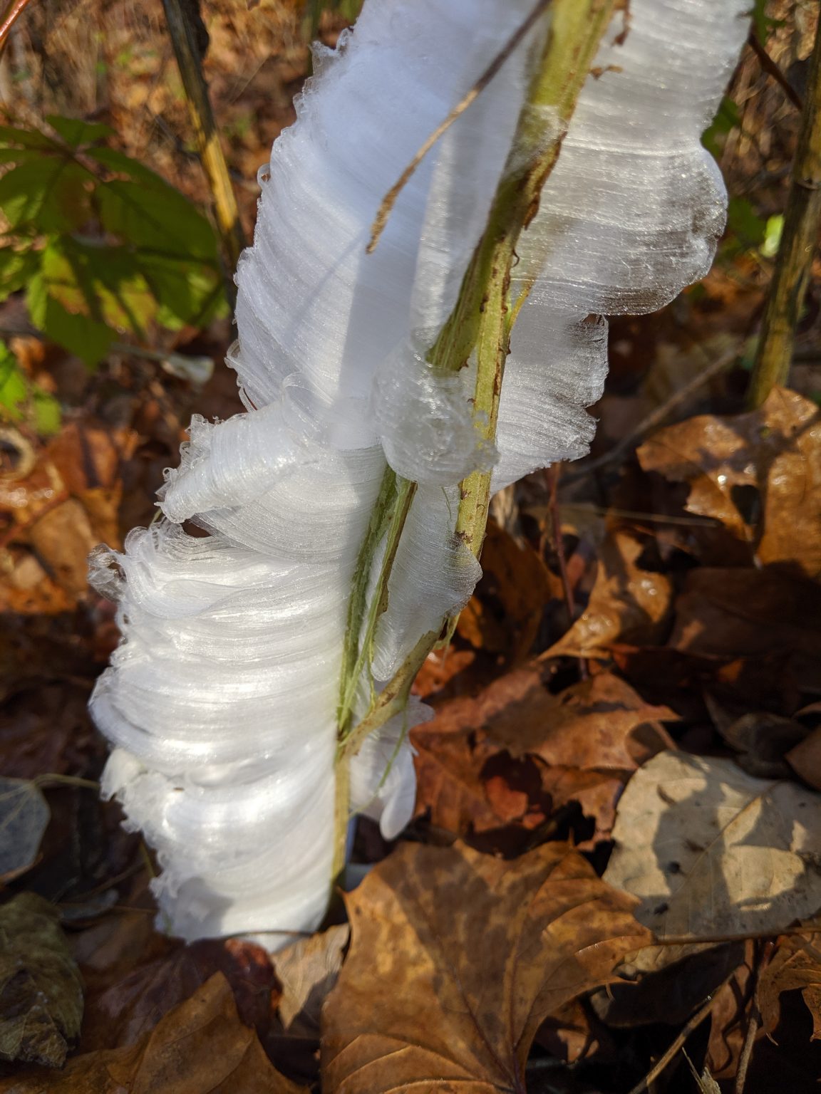 Frost flowers. First signs of winter. | My Wildlife Life