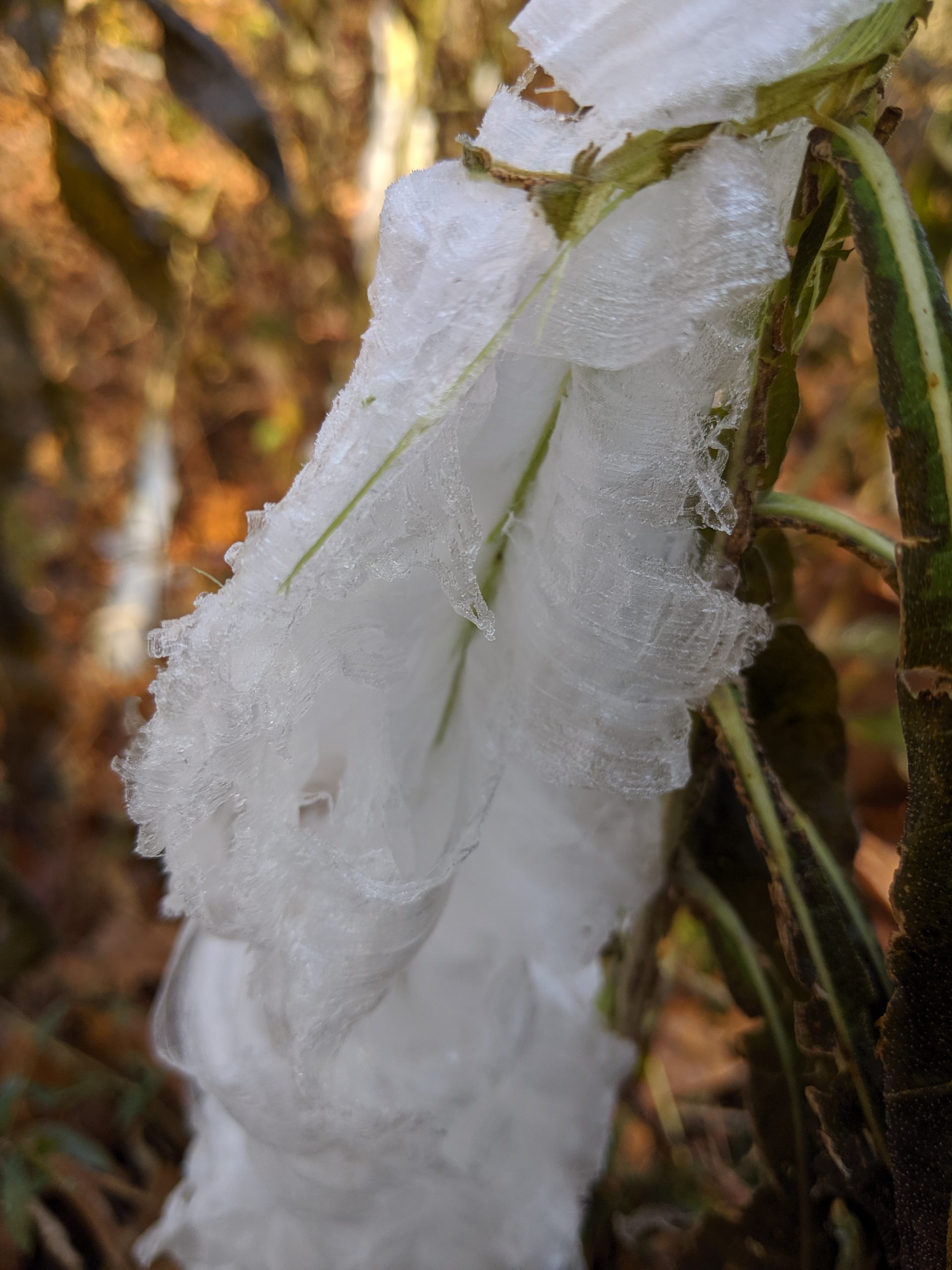 Frost flowers. First signs of winter. | My Wildlife Life