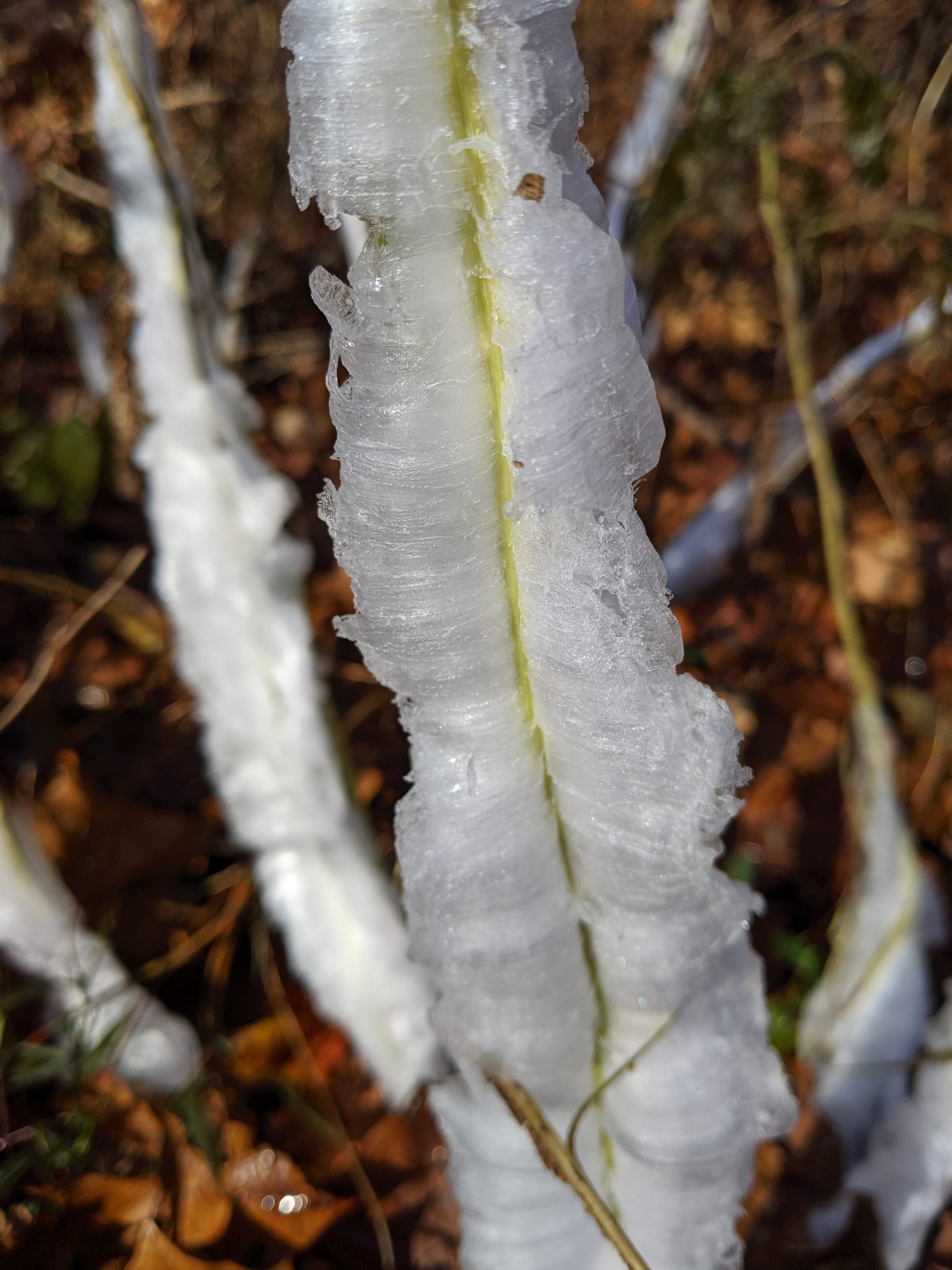 Frost flowers. First signs of winter. | My Wildlife Life