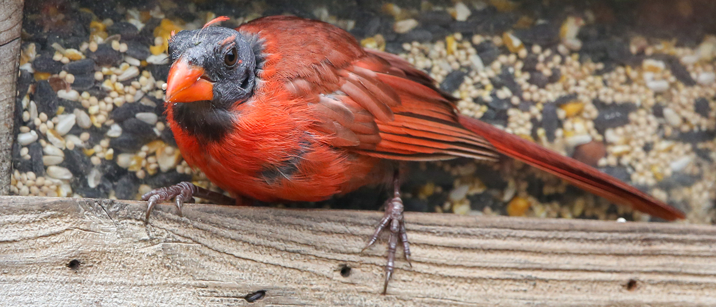 Bald headed birds. Molting feathers. | My Wildlife Life